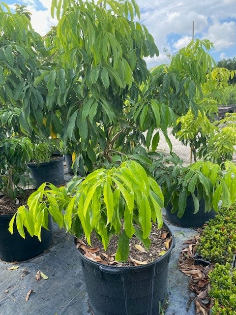 Lychee Tree – Hermanos Mazariegos - South Florida’s #1 Nursery